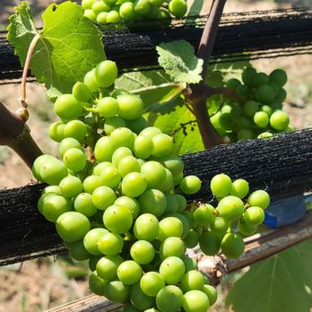 LANPHERE CELLARS - Updated September 2025 - 46 Photos - 26444 ...