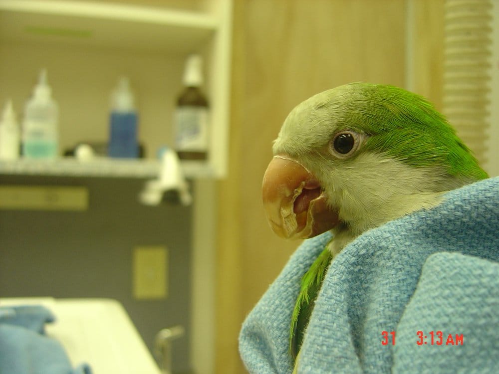 GOOD SHEPHERD VETERINARY HOSPITAL - Updated February 2026 - 17 Photos ...