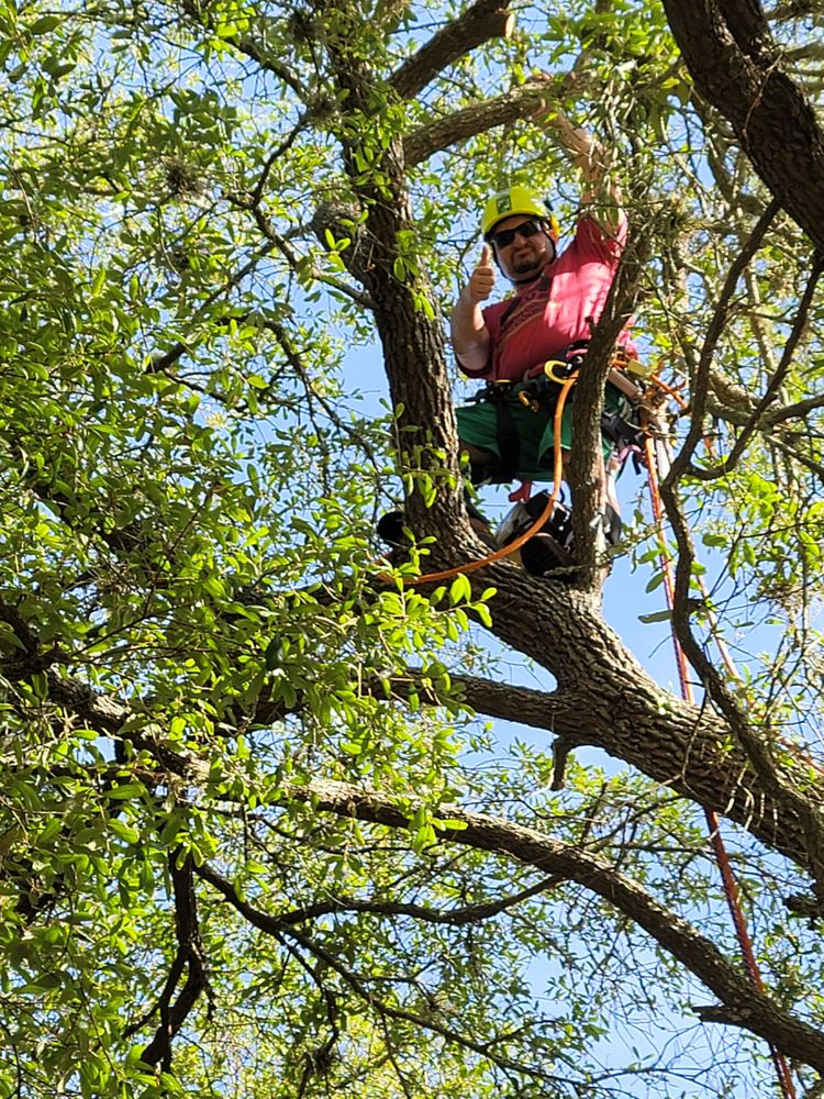 NINJA TREE CARE & SERVICE - Updated December 2025 - 36 Photos - 10936 ...