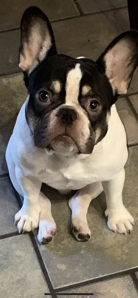 METAIRIE SMALL ANIMAL HOSPITAL - WEST ESPLANADE CLINIC - Updated ...