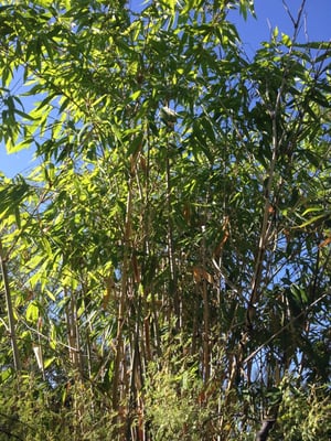 BAMBOO RANCH - Updated August 2025 - 21 Photos - 1901 N Avenida Azahar ...