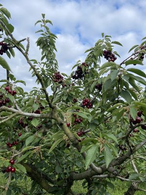 CHERRY AVENUE FARMS - Updated July 2025 - 71 Photos & 11 Reviews - 4303 ...