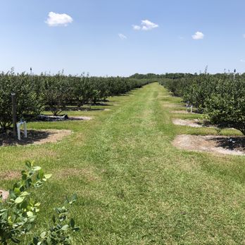 BLUEBERRY BUNCH FARM - TEMP. CLOSED - Updated October 2025 - 98 Photos ...