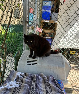 RAPS CAT SANCTUARY - Updated December 2025 - 91 Photos - 3300 Number 6 ...