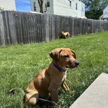 WRIGHT WAY RESCUE - Updated August 2025 - 79 Photos & 219 Reviews ...