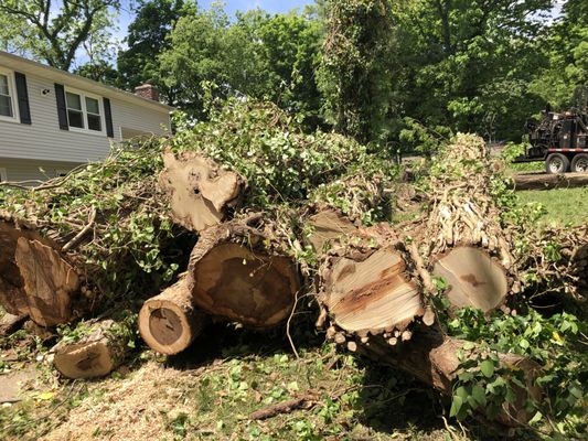 MAHWAH TREE CORPORATION - Updated October 2025 - 10 Photos & 15 Reviews ...