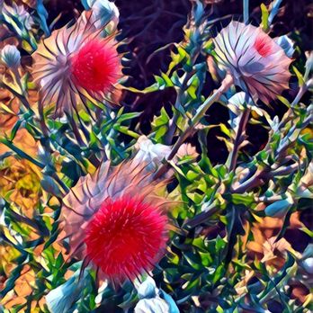 TOMALES POINT TRAIL - TULE ELK PRESERVE - Updated December 2025 - 948 ...