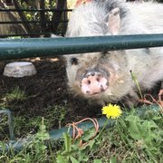 WILD ROSE EQUINE CENTER - 44 Photos & 19 Reviews - 17105 Old Pike Rd ...