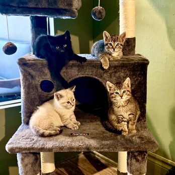 NIAGARA FALLS CAT CAFE - Updated January 2026 - 27 Photos - 4529 Queen ...