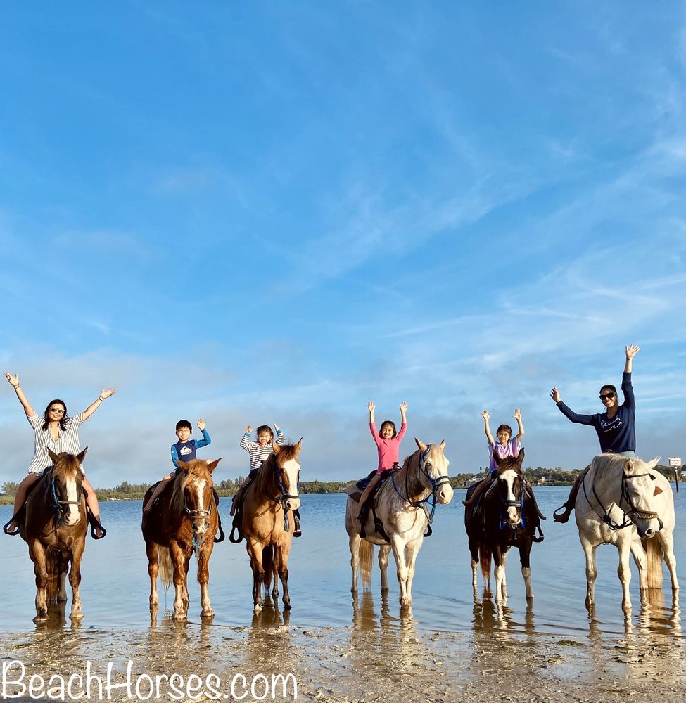 THE REAL BEACHHORSES - 82 Photos & 25 Reviews - 8400 Manatee Ave W ...