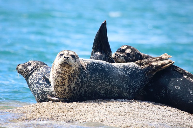 SALT SPRING ISLAND FISHING CHARTERS - Updated December 2025 - Salt ...