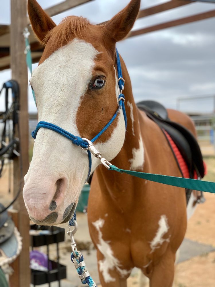 TRINITY THERAPEUTIC RIDING CENTER - Updated December 2025 - 14 Photos ...