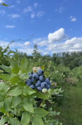 BERRY GOOD FARM - Updated December 2025 - 234 Parker Rd, Goffstown, New ...