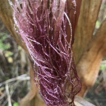 SALISBURY FARM - Updated July 2025 - 100 Photos & 35 Reviews - 11 Peck ...