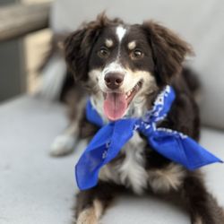 Best Boarding Kennels for Dogs Near Me January 2025 Find Nearby Boarding Kennels for Dogs Reviews Yelp