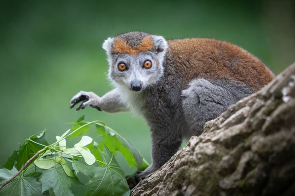 BRANDYWINE ZOO - Updated September 2025 - 178 Photos & 71 Reviews ...