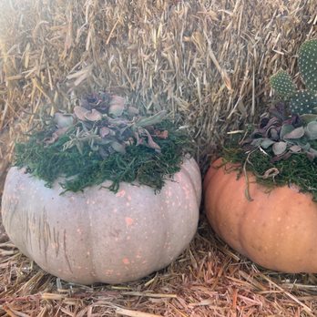 R A M FARMS PUMPKIN PATCH AND CORN MAZE - Updated October 2025 - 81 ...