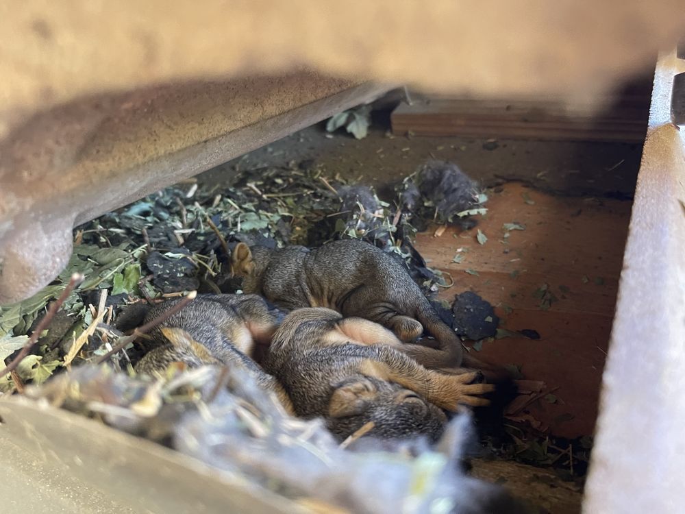 THOMAS WILDLIFE CONTROL - Updated October 2025 - 197 Photos & 142 ...