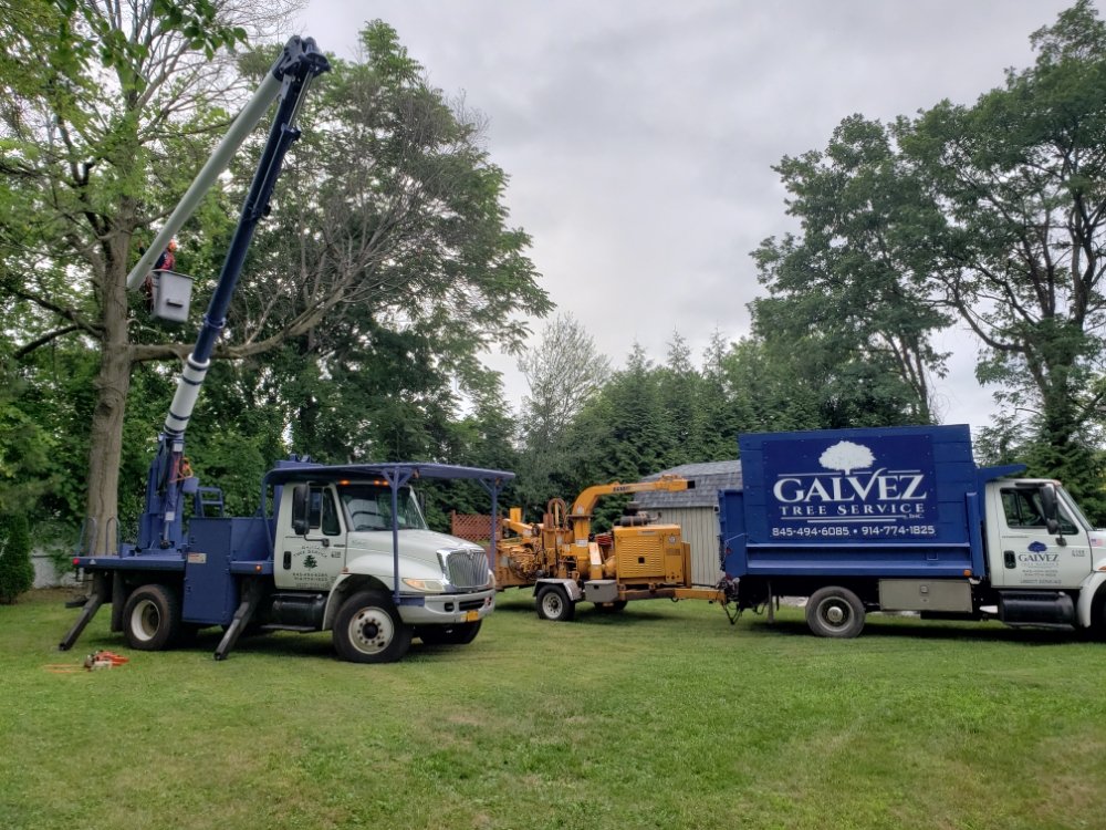 GALVEZ TREE SERVICE - Updated July 2026 - 69 Photos & 21 Reviews - 461 ...