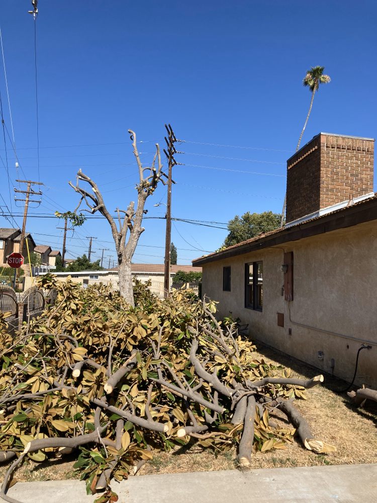 MARTINEZ TREE SERVICE - Updated July 2025 - 23 Photos - La Puente ...