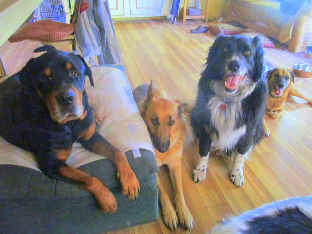 ISAY POP’S DOGGIE DAY CARE - Updated July 2025 - 91 Spur Dr, Cottonwood ...