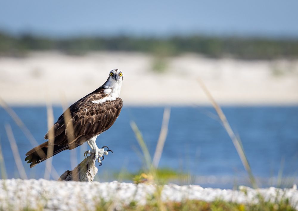 MARCO ISLAND EXCURSIONS - Updated November 2025 - 88 Photos - 750 Palm ...