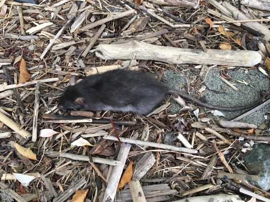 CASCADE PEST CONTROL - Updated October 2025 - 30 Photos & 109 Reviews ...