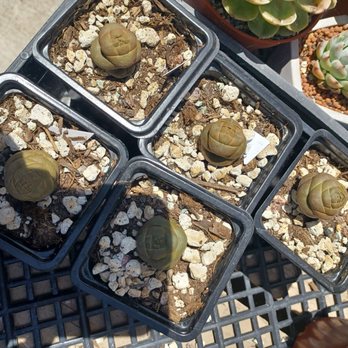 SHUNA’S SUCCULENT HOUSE - Updated June 2025 - 127 Photos & 35 Reviews ...