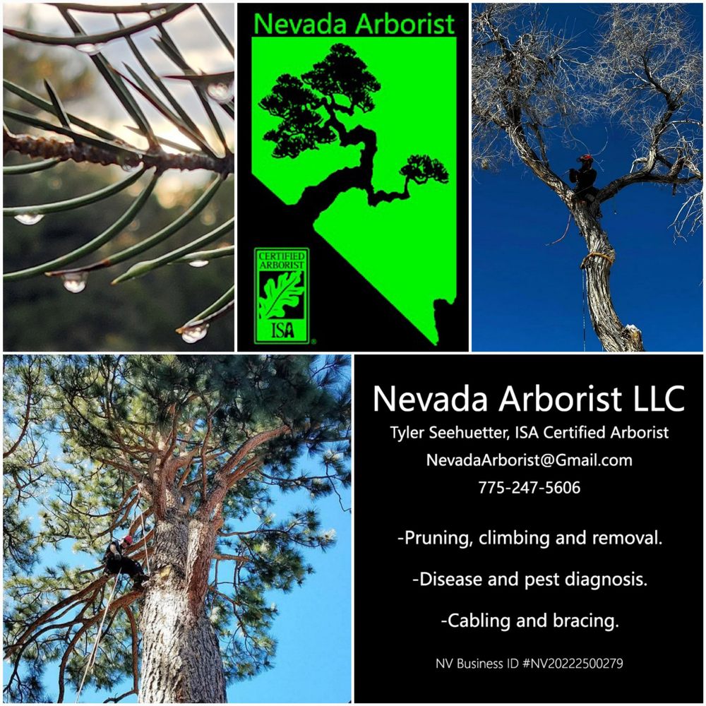 NEVADA ARBORIST - Updated June 2024 - Reno, Nevada - Tree Services ...