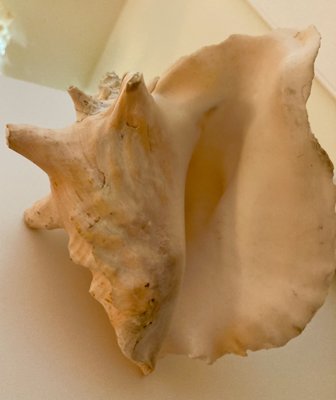 SHELL WORLD - Updated May 2025 - 198 Photos & 107 Reviews - 97600 ...