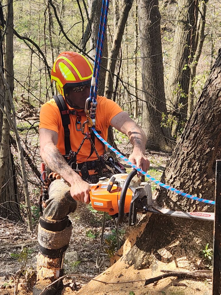 ROYAL OAK TREE SERVICES - Updated July 2025 - 76 Photos - 505 E 1st Ave ...