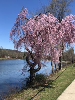 WATCHUNG LAKE - 70 Photos & 13 Reviews - Mountain Blvd & Stirling Rd ...
