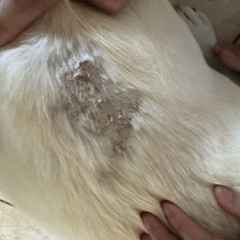 PRIMO DOG - Updated July 2025 - 21 Reviews - 1023 Partin Dr N ...