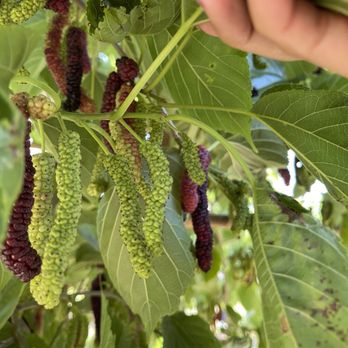 VERY MULBERRY - Updated May 2025 - 214 Photos & 41 Reviews - 501 ...