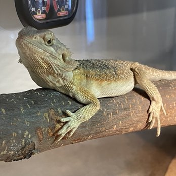 JTK REPTILES - Updated June 2025 - 1909 Photos & 194 Reviews - 916 E ...