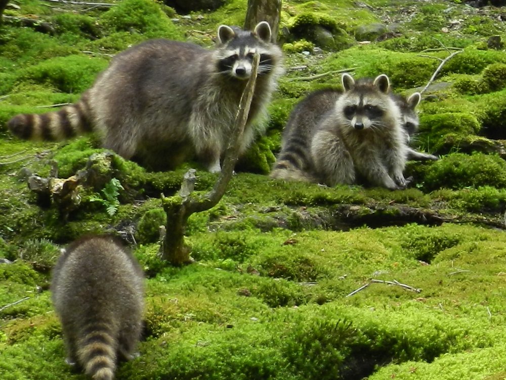 ZOO DEČÍN - Updated July 2024 - 17 Photos - Decín, Czech Republic ...