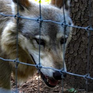 THE WOLF SANCTUARY OF PA - 259 Photos & 86 Reviews - 465 Speedwell ...