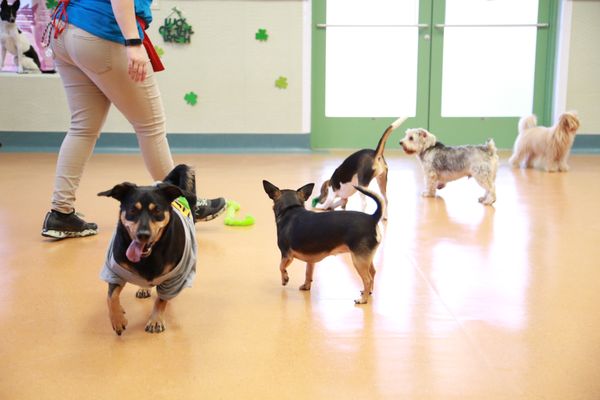 BARKARITAVILLE PET RESORT - 30 Photos & 41 Reviews - Pet Groomers ...