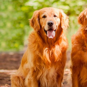 NEEL VETERINARY HOSPITAL - Updated December 2024 - 55 Photos & 226 ...