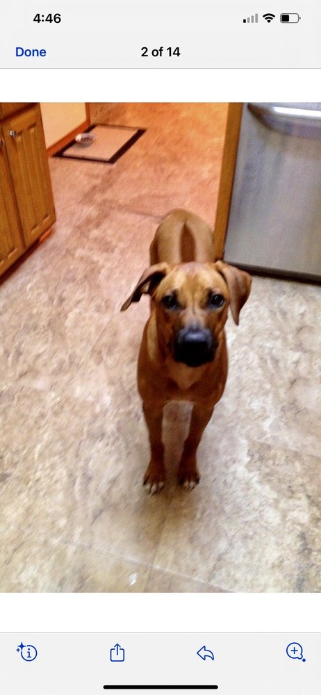 ANIMAL HOSPITAL OF DENISON - Updated June 2026 - 21 Photos & 11 Reviews ...