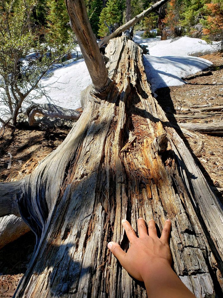 BONANZA TRAIL - 77 Photos UPDATED 2022 - Hiking - Cold Creek Rd, Las ...