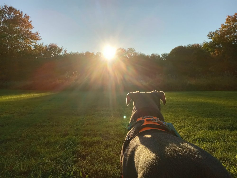 DOGWISE ACADEMY - Updated January 2026 - 22 Photos & 15 Reviews - Great ...