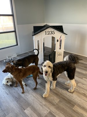 SIT PLAY STAY & DOG SPA - Updated October 2025 - 11 Photos - 1235 Main ...