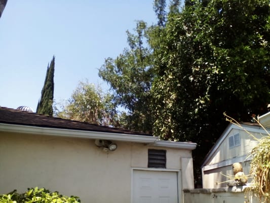 MENDOZA & FAMILY TREE SERVICE - Updated October 2025 - 11 Photos - Los ...