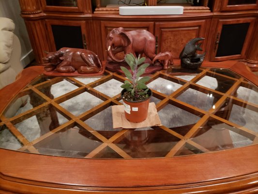 GREENLIFE NURSERY AND LANDSCAPING - Updated October 2025 - 10 Reviews ...