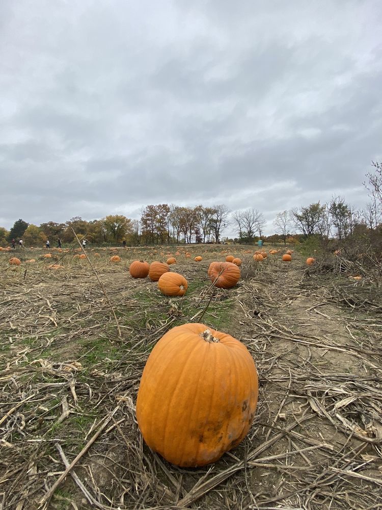 THREE CEDARS FARM - 340 Photos & 119 Reviews - 7897 Six Mile Rd ...