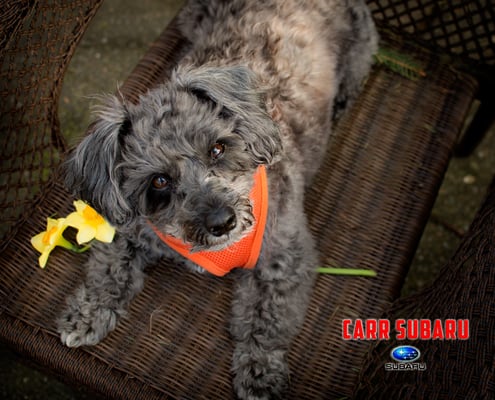 CARR SUBARU - Updated December 2025 - 87 Photos & 399 Reviews - 11635 ...