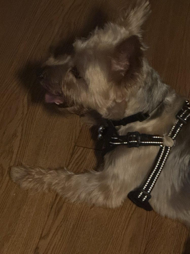 MERRICK BLVD ANIMAL HOSPITAL - Updated October 2025 - 10 Photos & 16 ...