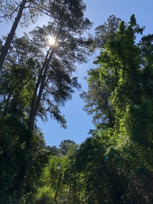 SAWMILL PARK - Updated October 2025 - 2200 Millpark Dr, The Woodlands ...