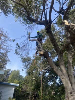 CARLO’S TREE SERVICE - Updated October 2025 - 130 Photos & 120 Reviews ...